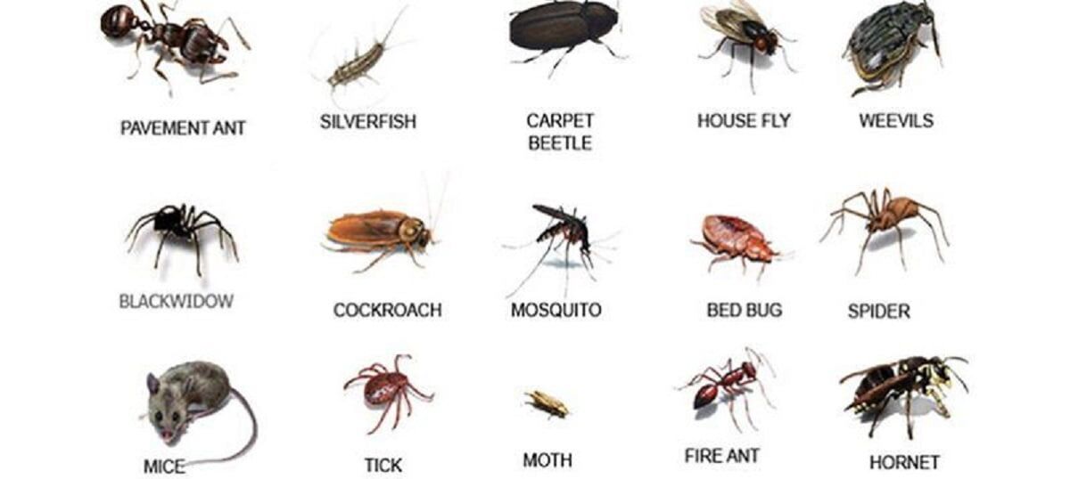 Jopestkil Kenya Common Types & Species of Pests Infestation