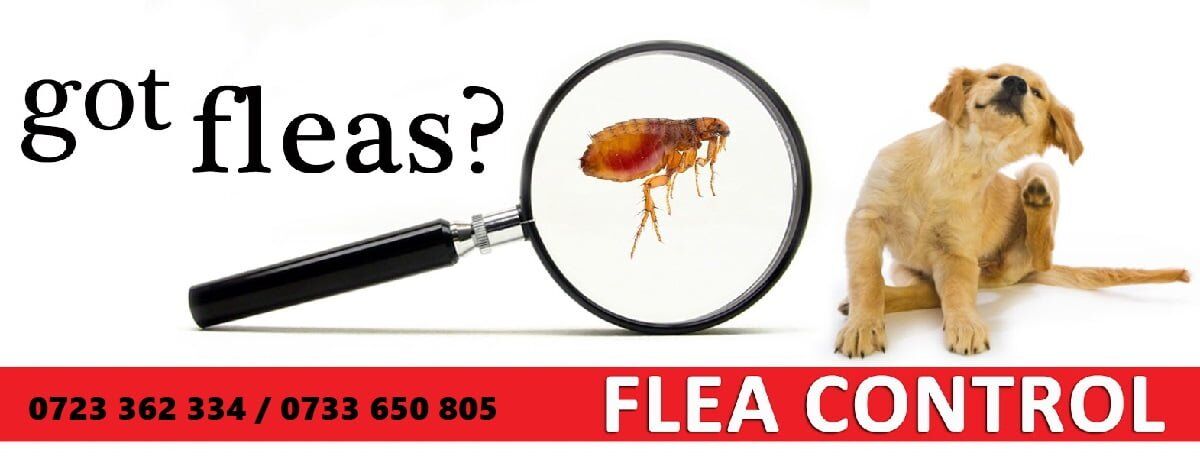 Jopestkil Kenya Top Best Specialist Flea Fleas Control Services