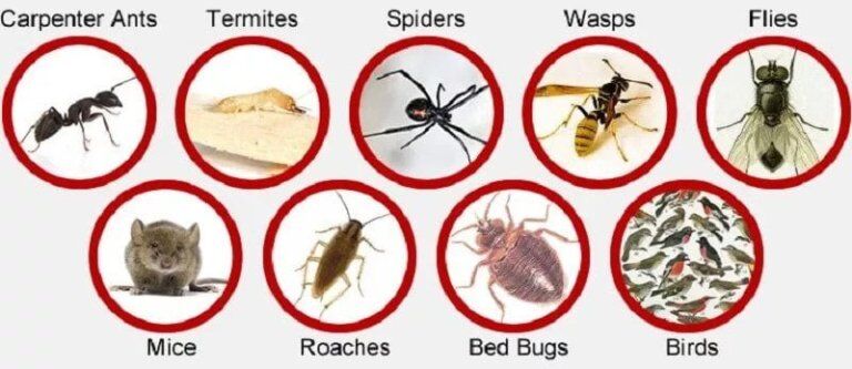 Jopestkil Egypt Top Expert Fumigation & Pest Control Services