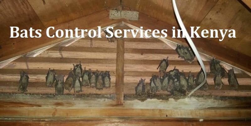 Jopestkil Kenya Specialist Best Expert Bats Control Services