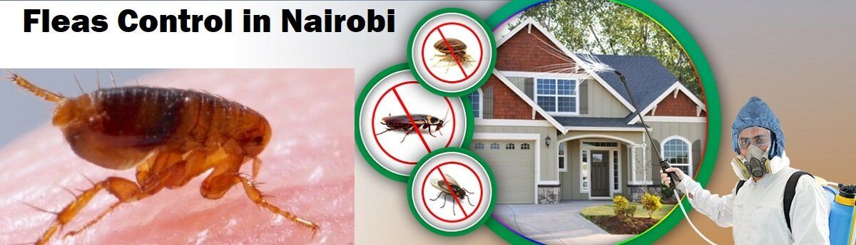 Jopestkil Nairobi Top Best Expert Flea & Fleas Control Services