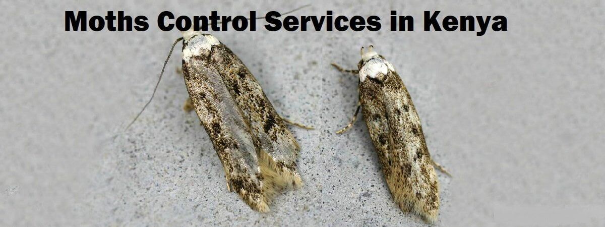 JOPESTKIL KENYA Professional Moth & Moths Control Services