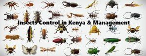 Jopestkil Kenya Insects Control & Insect Management Services