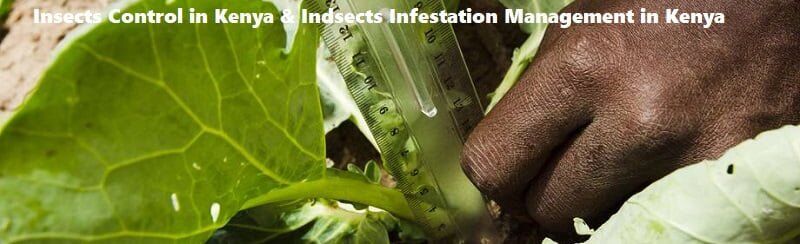 Jopestkil Kenya Insects Control & Insect Management Services