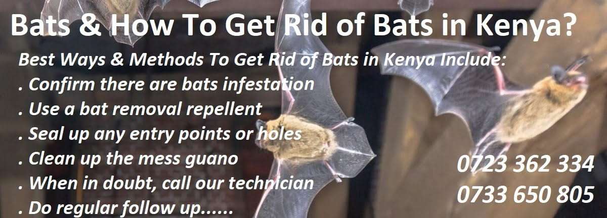 Jopestkil Kenya Best Methods & Ways How To Control Bats Fast