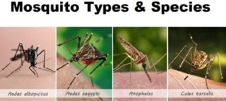 Jopestkil Kenya Common Mosquitoes Types Species Infestation